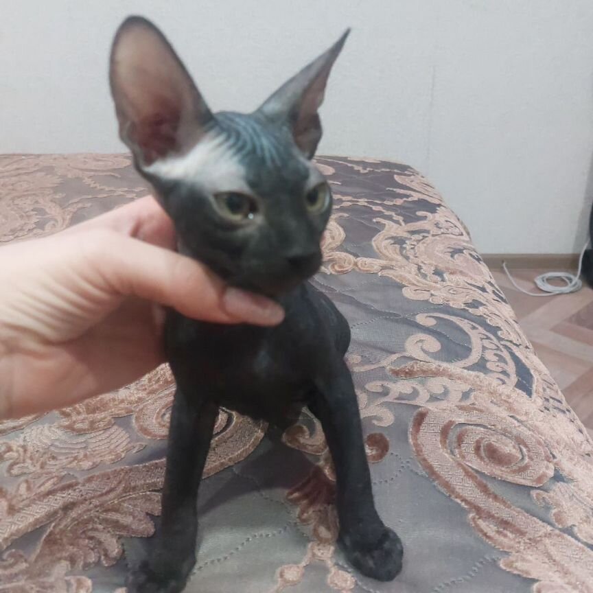 Канадский сфинкс котёнок