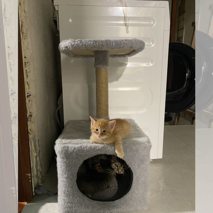 Отдам в добрые руки