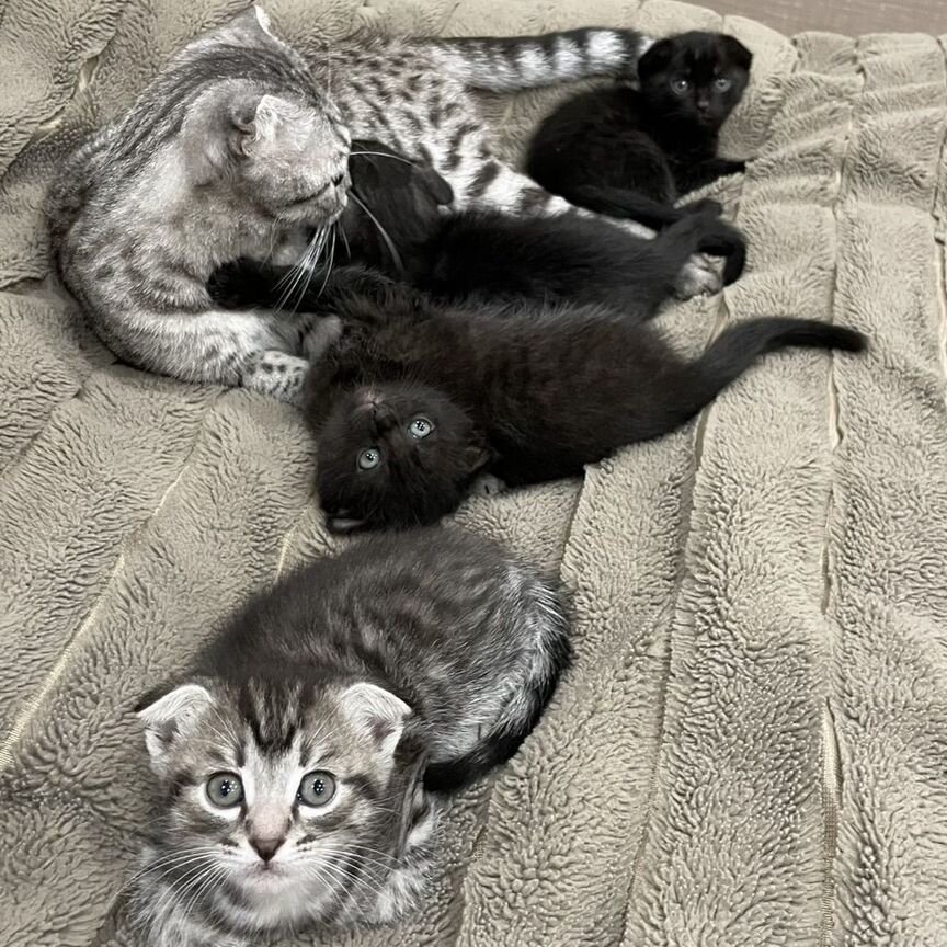 Котята вислоухие