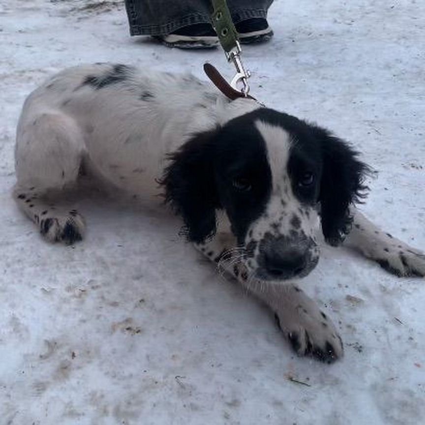 Русский кокер спаниель