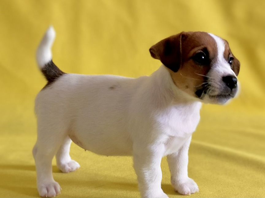 Мальчики и девочки – клубные Джеки