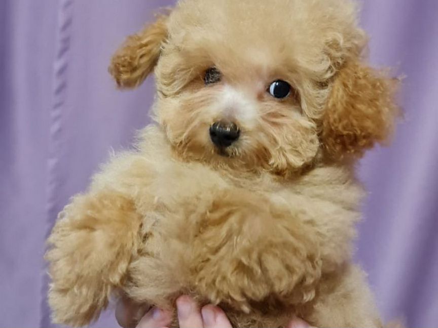 Мальтипу ф1 микро мальчик