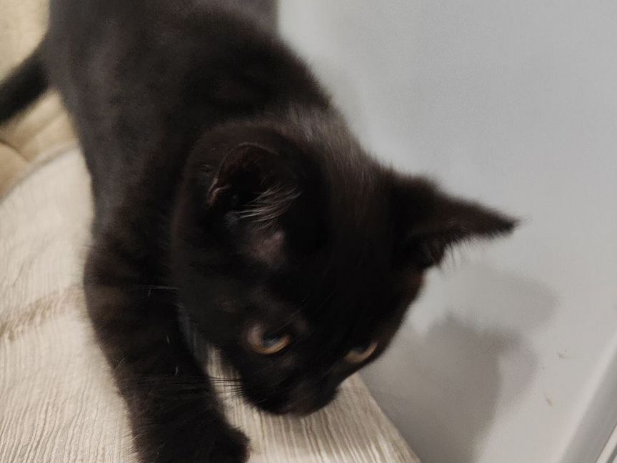 Кошка крысоловка