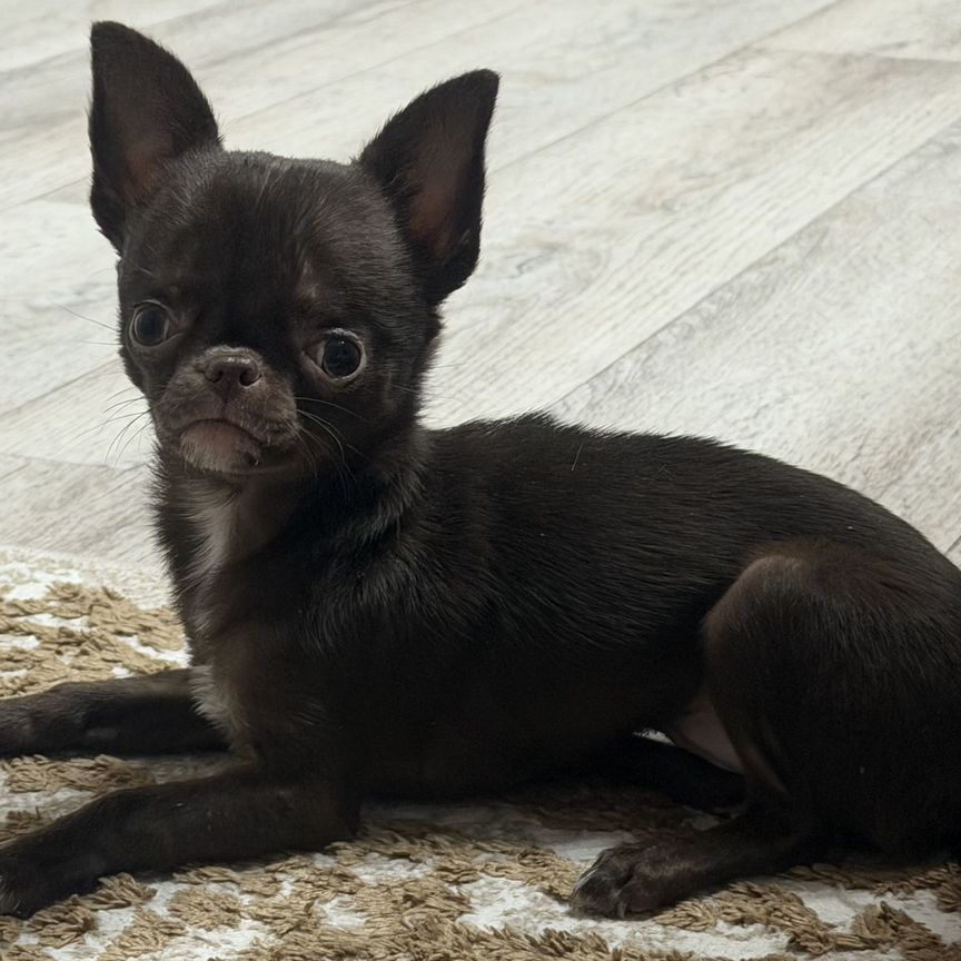 Чихуахуа, щенок