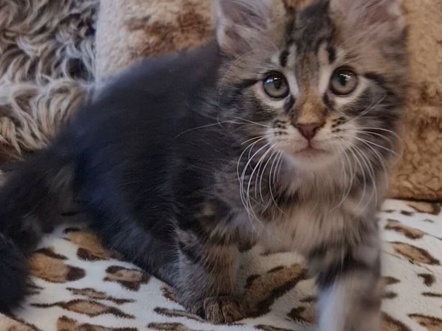 Котята мэйн кун разных окрасов