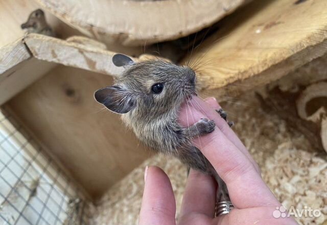 Чилийская белка дегу
