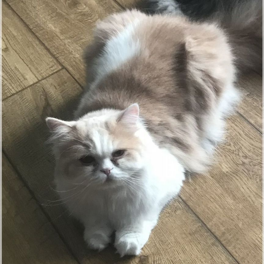 Британский длинношёрстный кот, взрослый