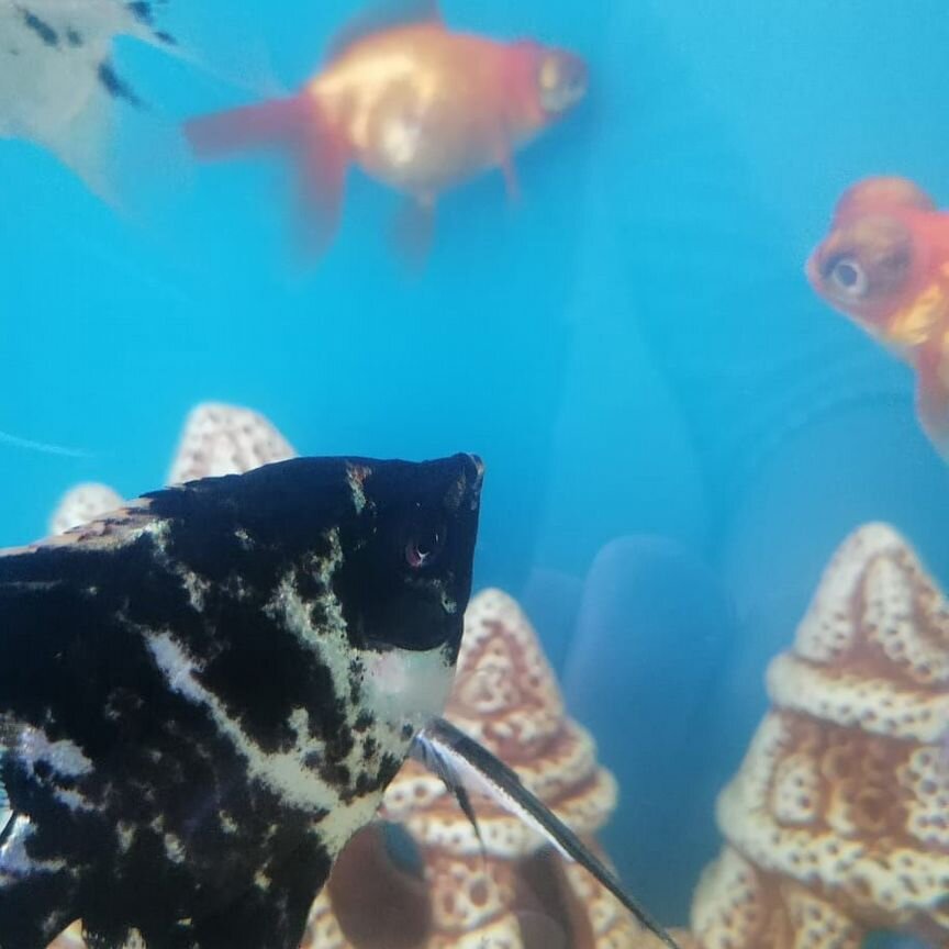 Скалярий чёрная полосатая