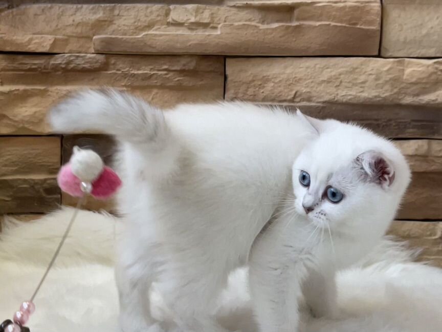 Британские котята