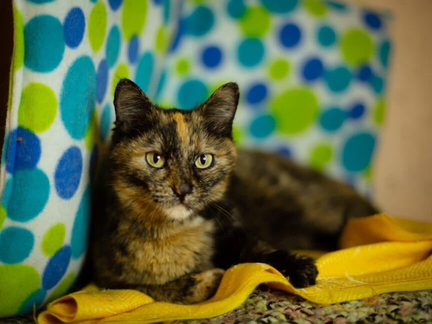 Дружелюбная кошка Джессика