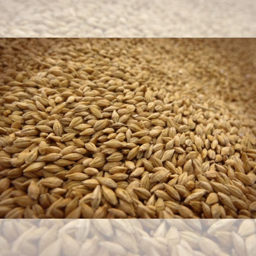 Ячмень кормовой