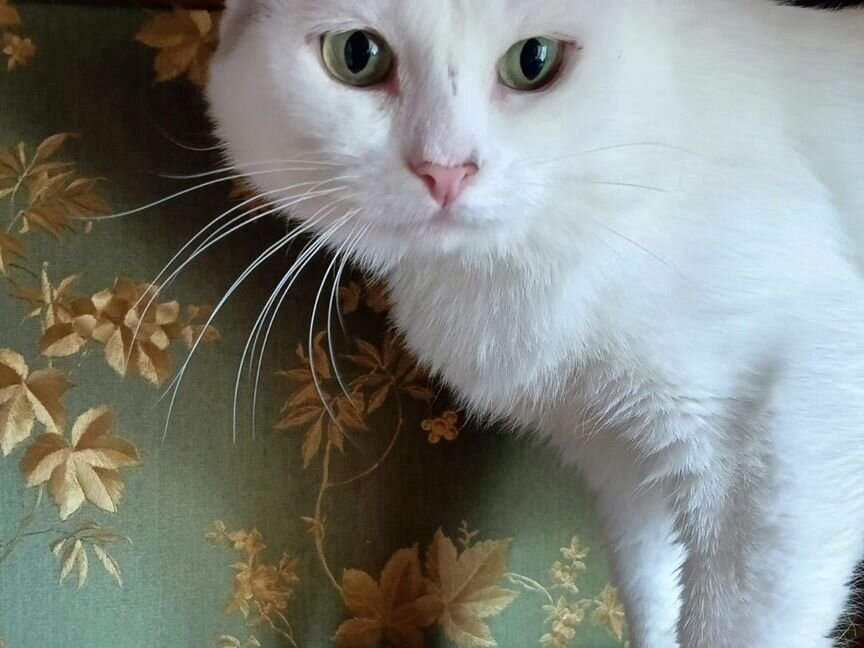 Отдам кота в добрые руки кота