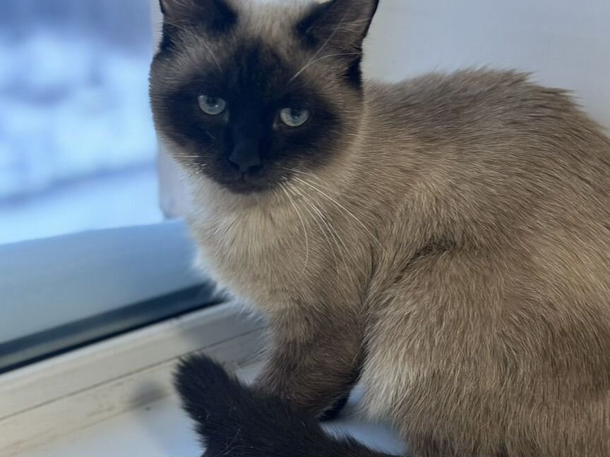 Котик Кеша ищет дом