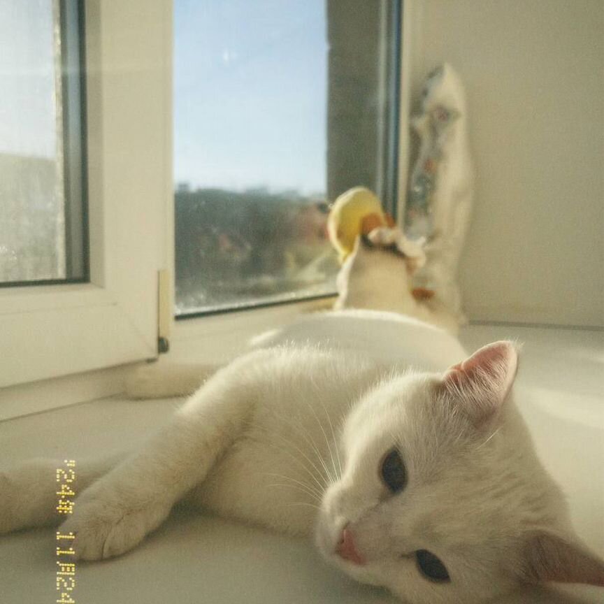 Кот