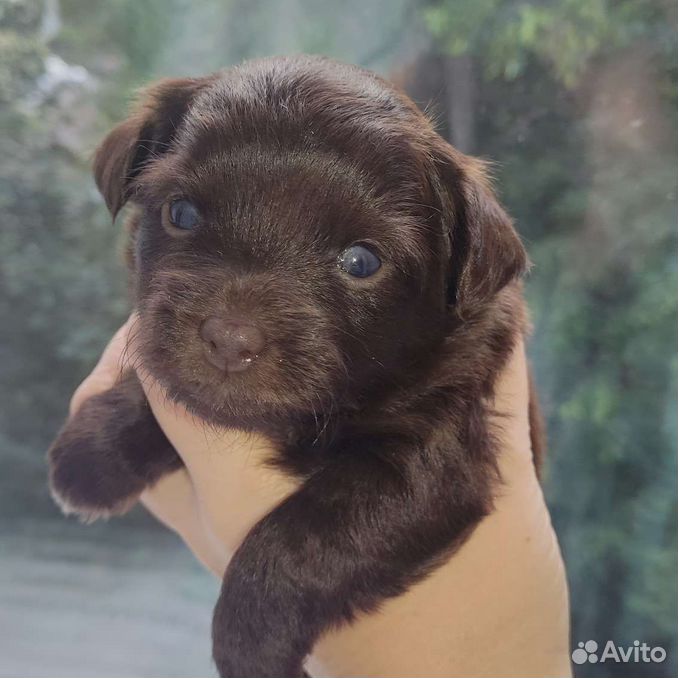 Ксолоитцкуинтли мини