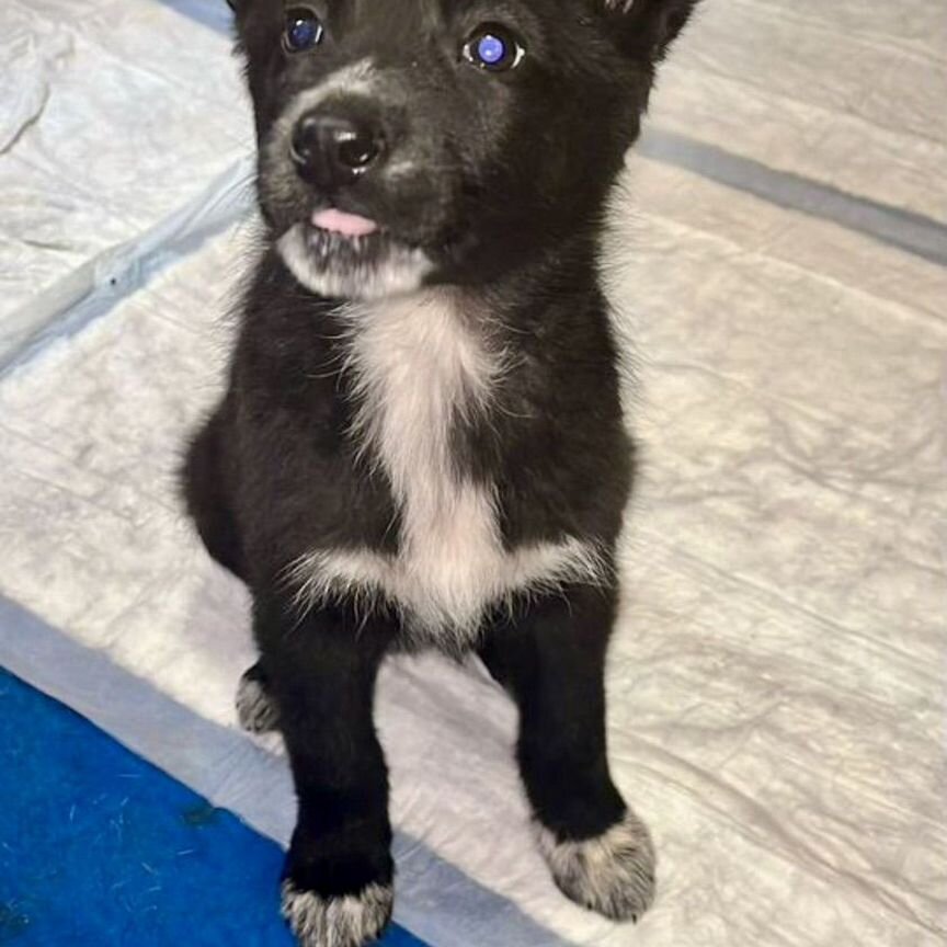 Щенок в добрые руки девочка