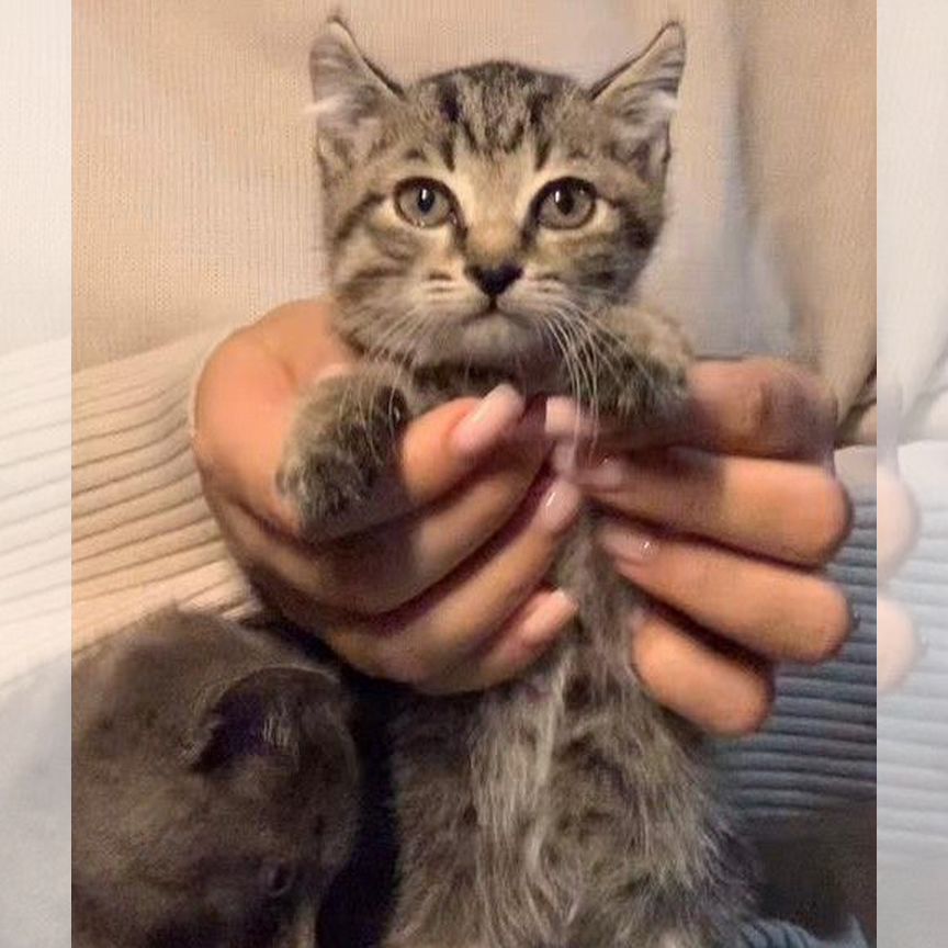 Отдадим котика