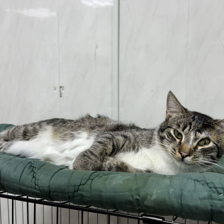 Котенок 6 мес