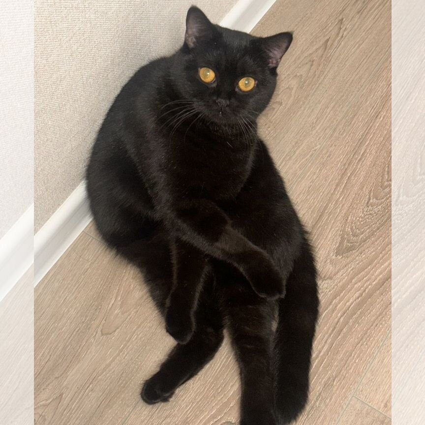 Британская короткошёрстная кошка, взрослая