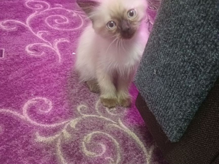 Котенок Невская маскарадная