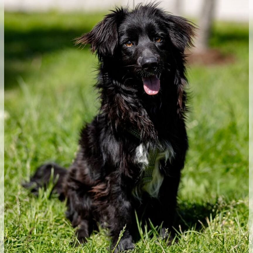 Взрослый пёс в добрые руки