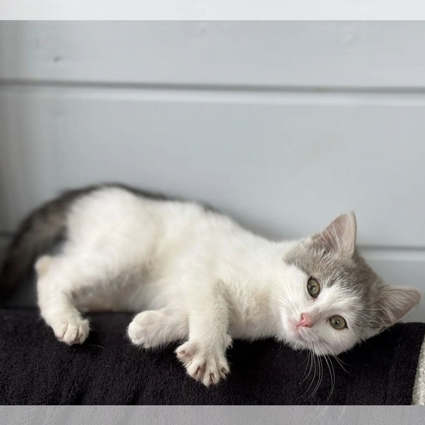Котёнок в добрые руки