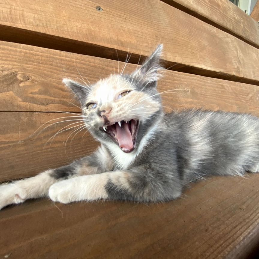 Котята. Приучены к лотку