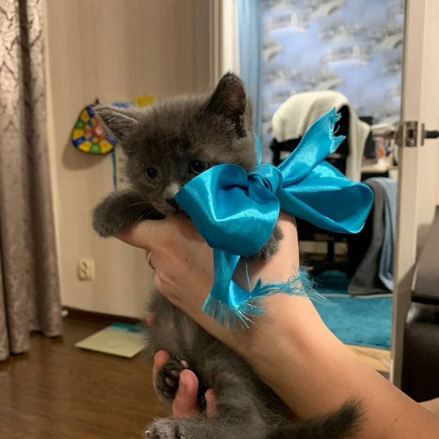 Котята