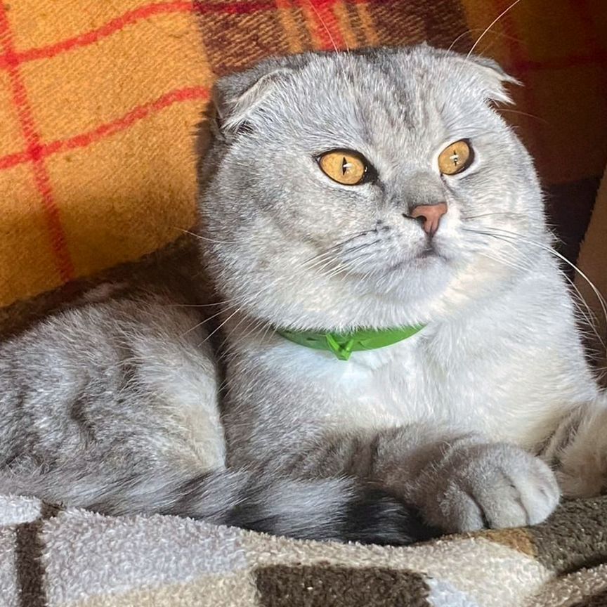 Шотландский кот на вязку