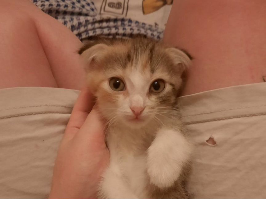 Британец вислоухая кошка бесплатно