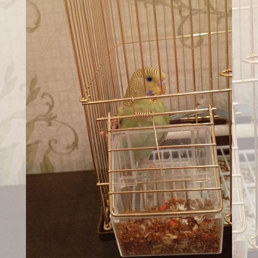 Волнистый попугай, (самка)