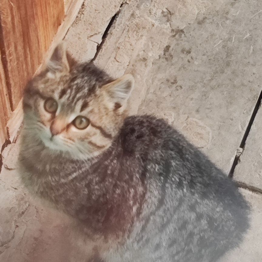 Отдам котёнка в добрые руки