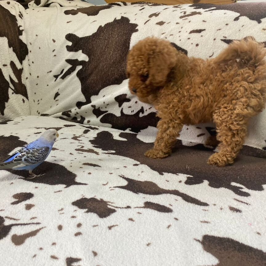 Той пуделя и мелкая миниатюра