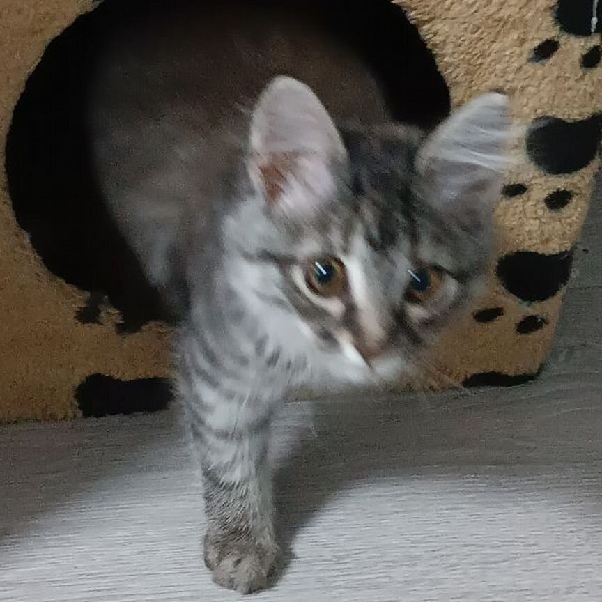 Отдаётся котёнок девочка