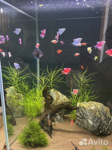 Аквариумные рыбки Тернеция