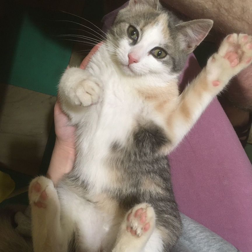 Котенок в добрые руки