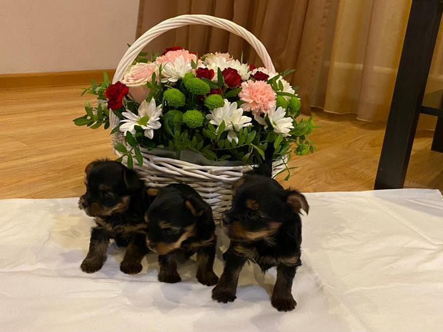 Домашние животные собаки