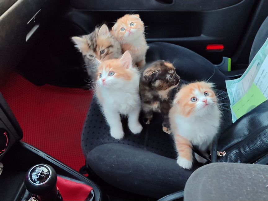 Шотландские вислоухие котята