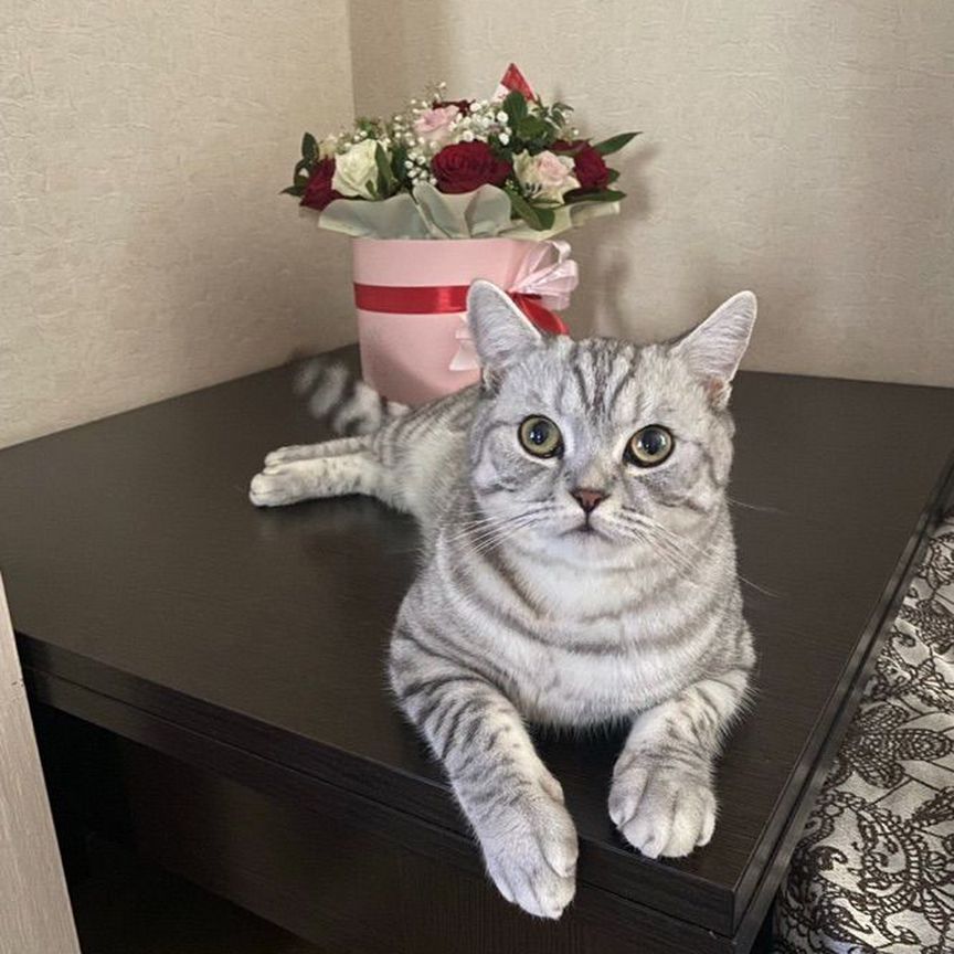 Шотландская
