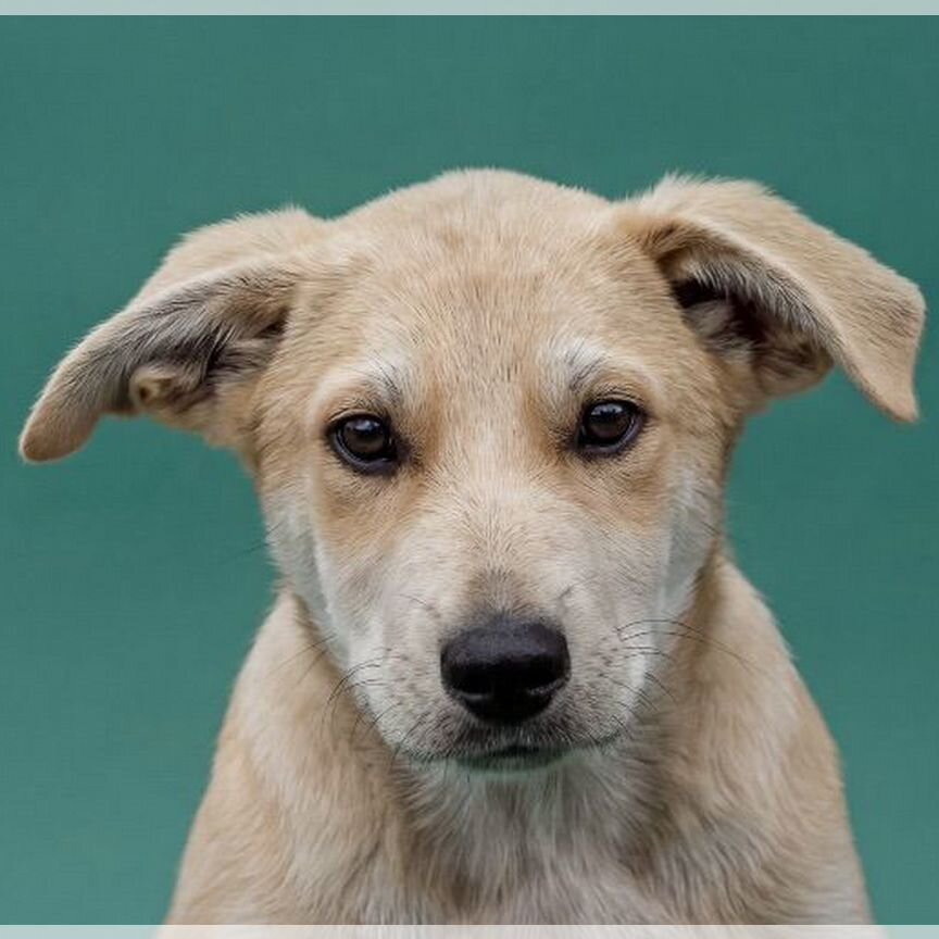 Лабрадор-ретривер, щенок