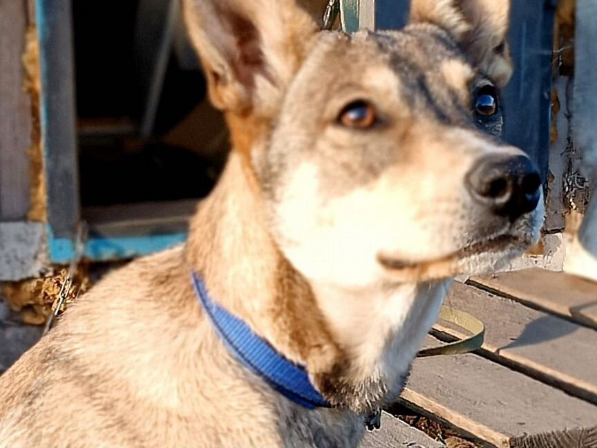 Умная собачка не большого размера нуждается в доме