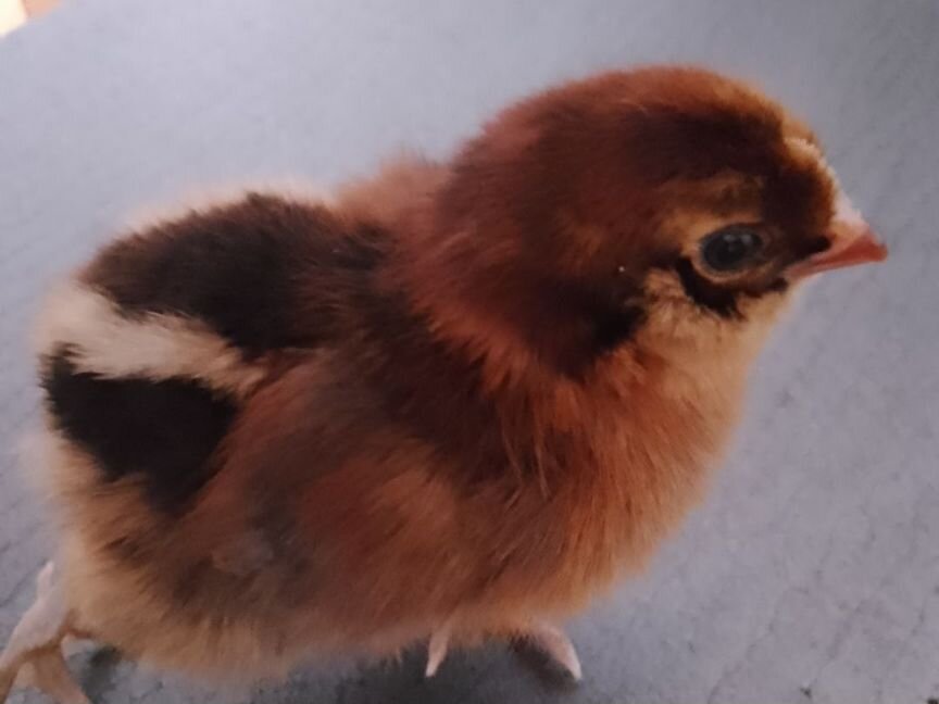 Цыплята несушки