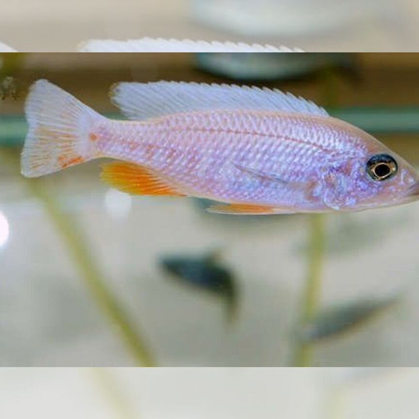 Хаплохромис васильковый, белый 20шт