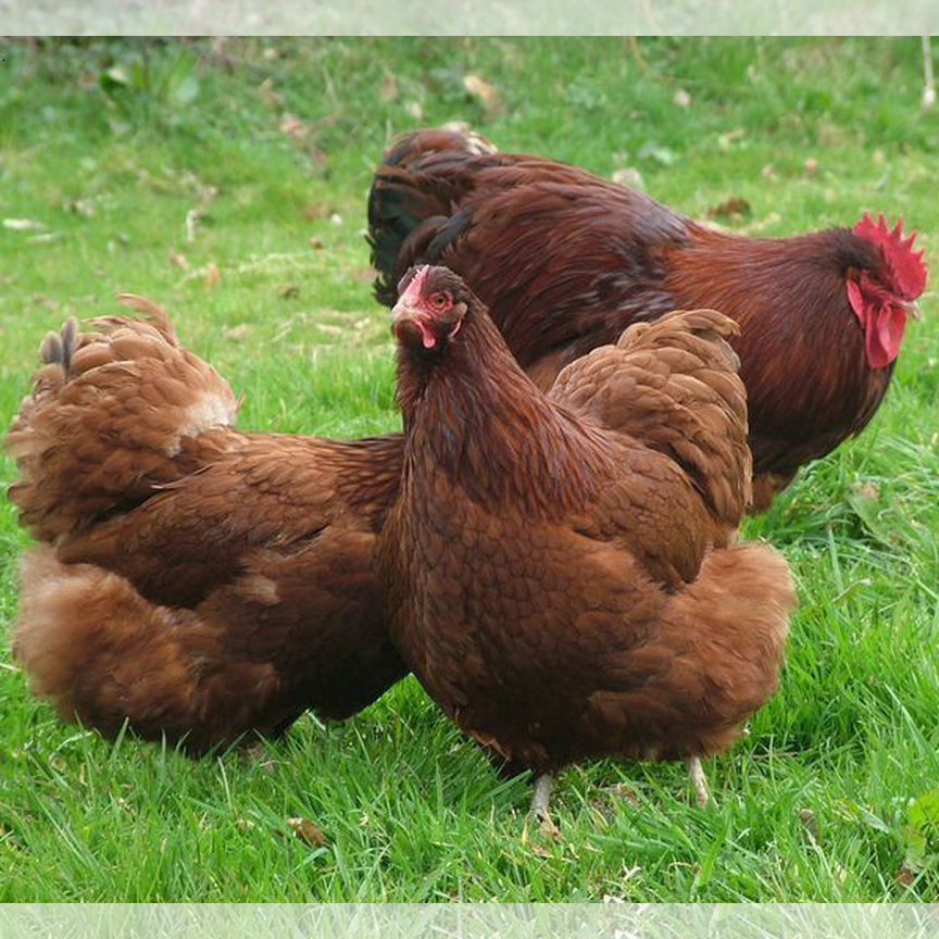 Куры Несушки с доставкой с доставкой