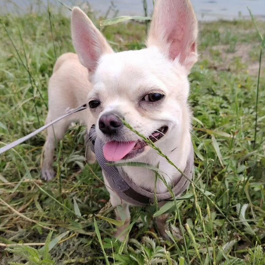 Чихуахуа мальчик вязка