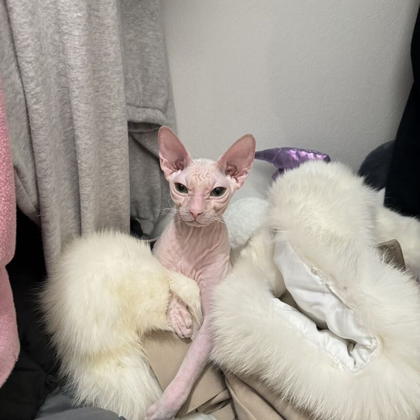 Канадский сфинкс