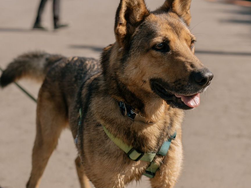 Замечательный пес Спирит ищет дом