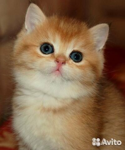 Красивущий котик золотой шиншиллы
