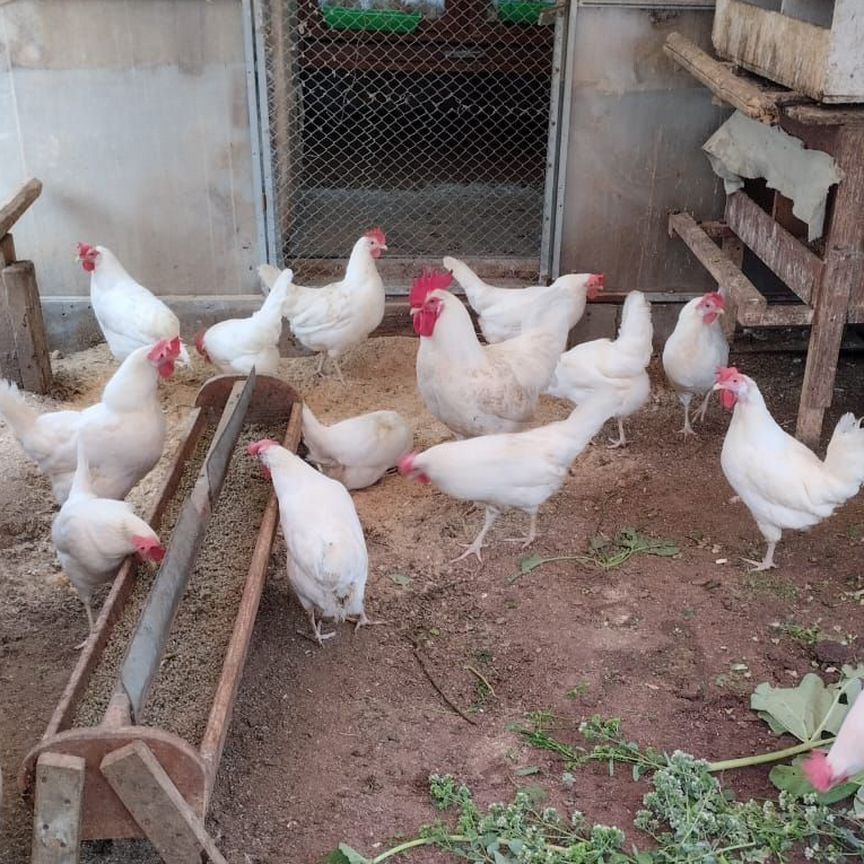 Куры несушки породы Супер Ник продам