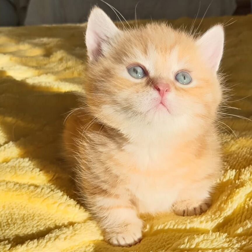 Манчкин плюшечки короткие лапки